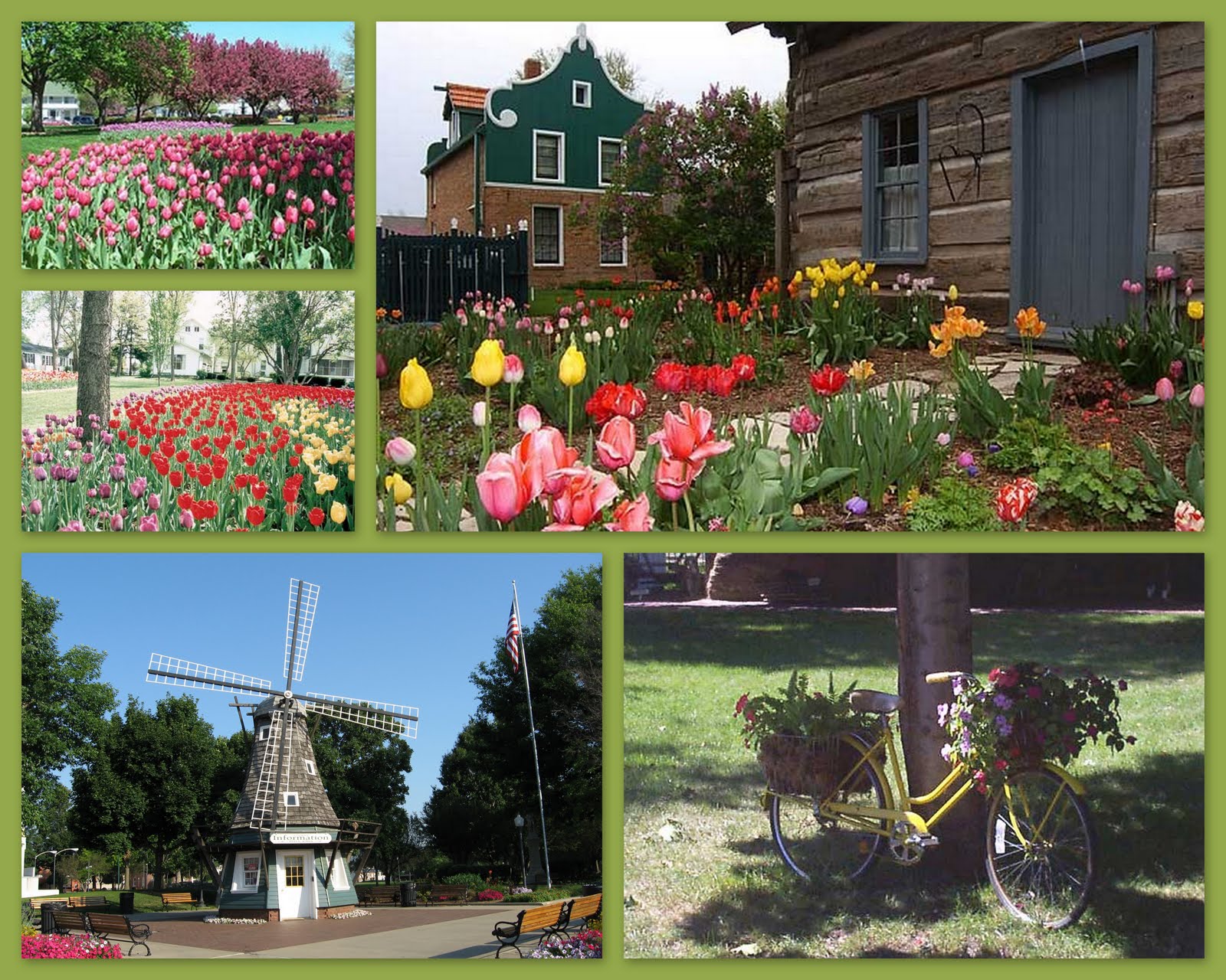 The Iowa Housewife: Tulip Time