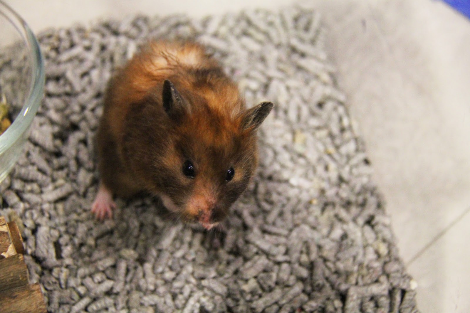 Natural PawPals: Cherimoya the Calico (aka Tortoiseshell Banded) Syrian ...