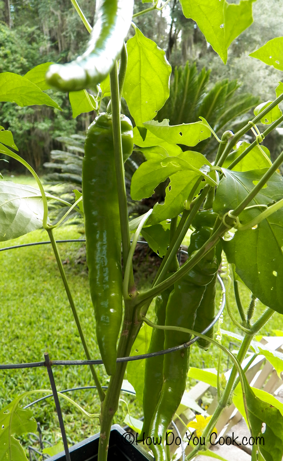 How Do You Cook.com: Cowhorn Pepper Sriracha Sauce