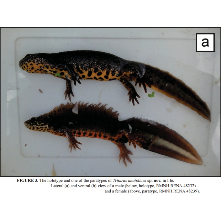 Species New to Science: [Herpetology • 2016] Triturus anatolicus ...