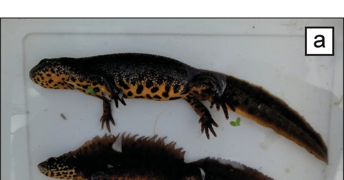 Species New to Science: [Herpetology • 2016] Triturus anatolicus ...