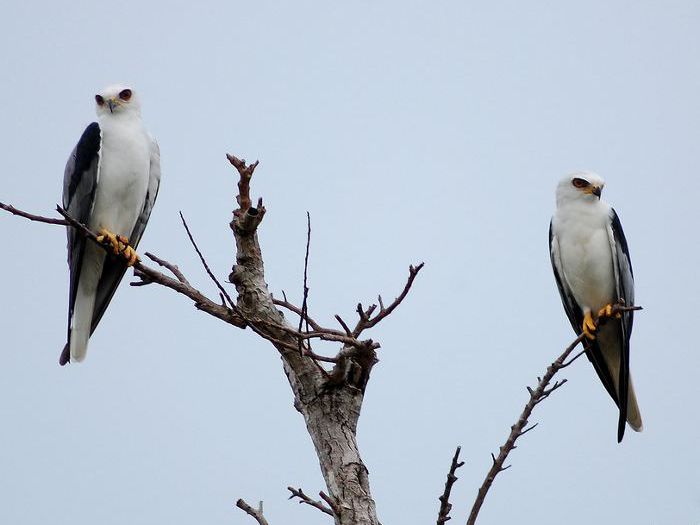 Bellas Aves de El Salvador: Elanus leucurus (gavilán cola blanca o ...