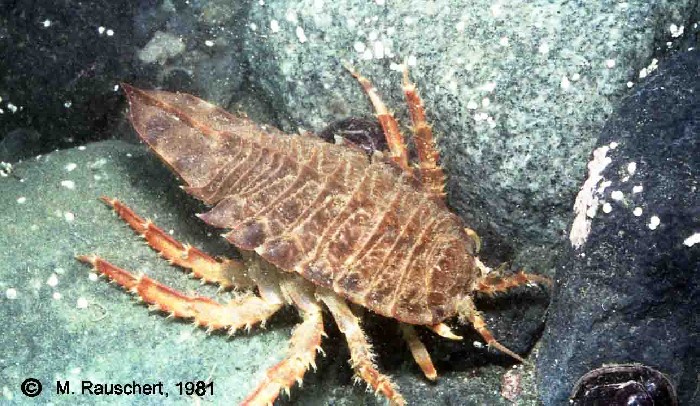 Real Monstrosities: Antarctic Giant Isopod, Glyptonotus antarcticus