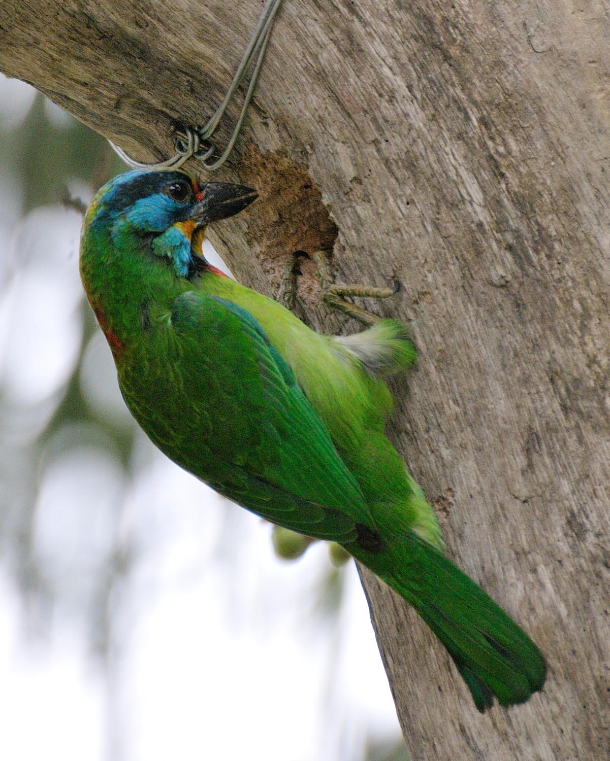 The Amazing Birds: Taiwan Barbet (五色鳥), Magalaima nuchalis