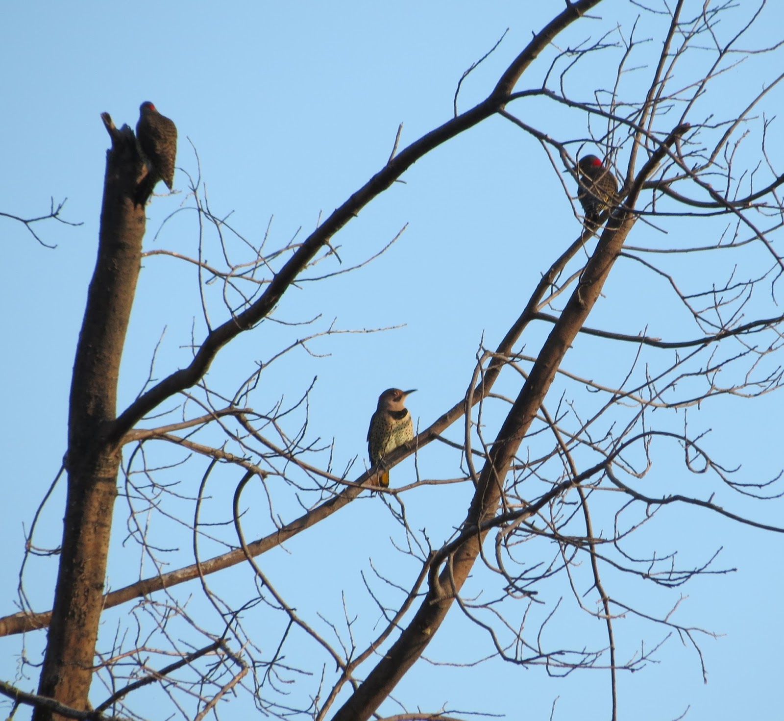 Northern Flicker | wallpaper hd nature