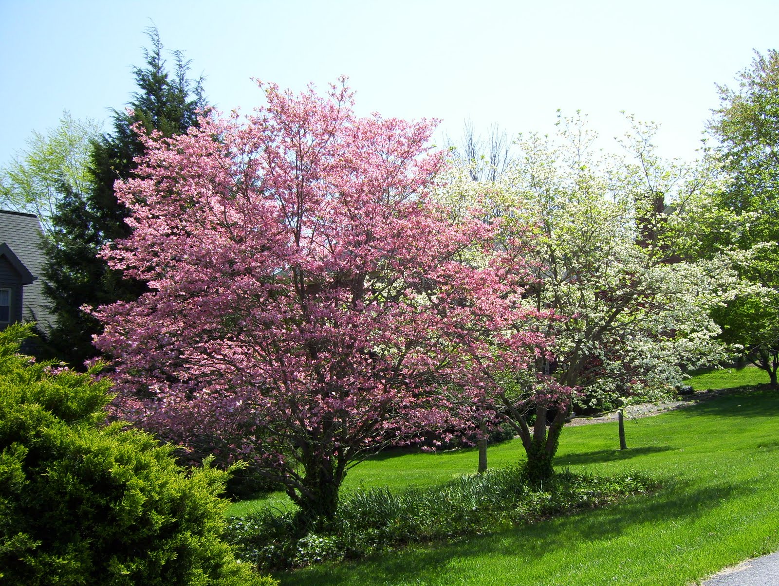 The Art of Positive Living: An Appalachian Spring