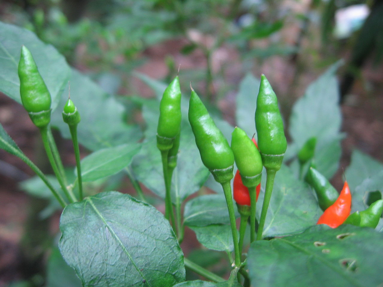 Nyro Food Chem: Capsicum frutescens - Kanthari[Chilly]