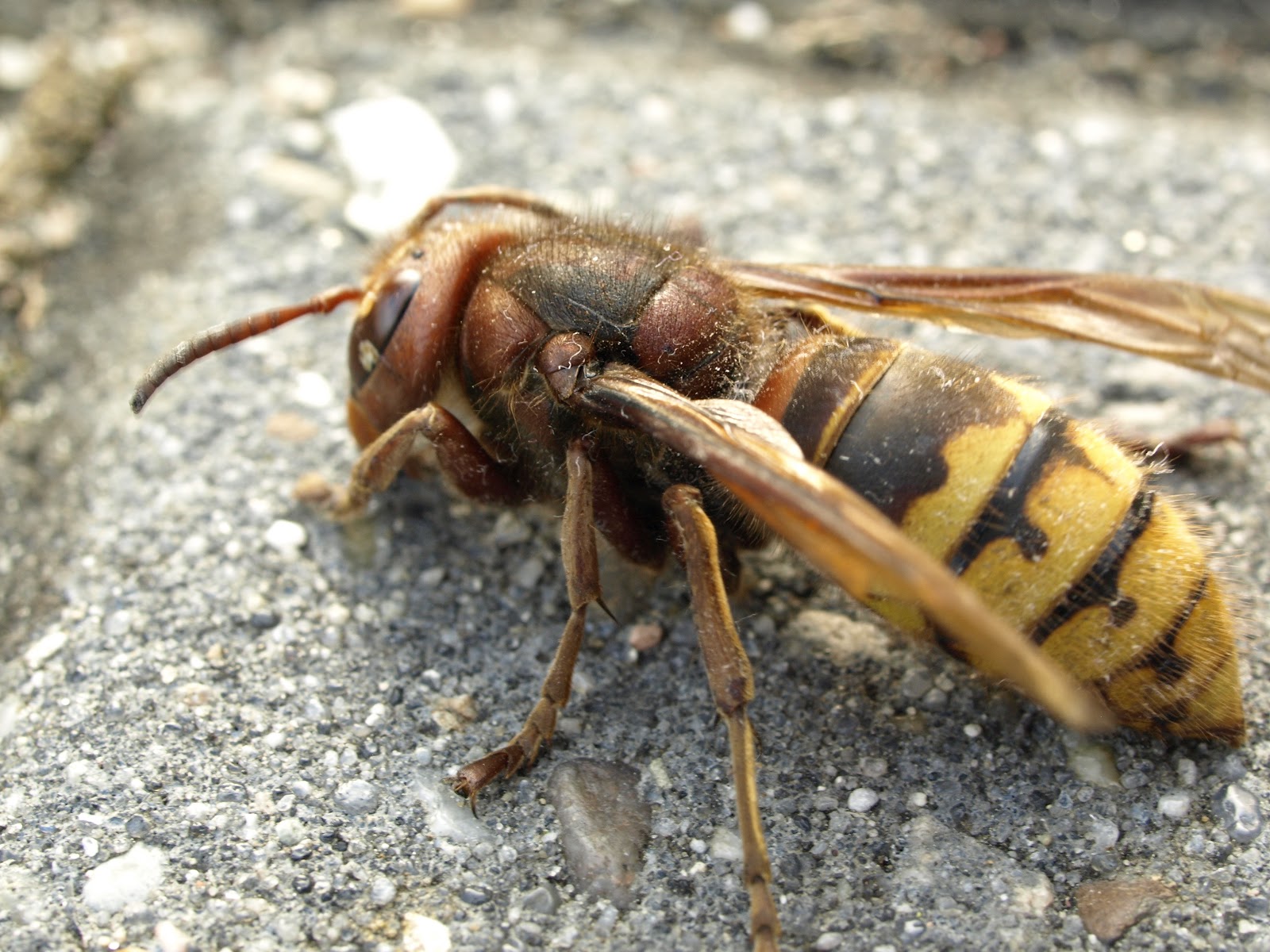 Hennie: Wat een grote wesp ,wij denken een Hoornaar