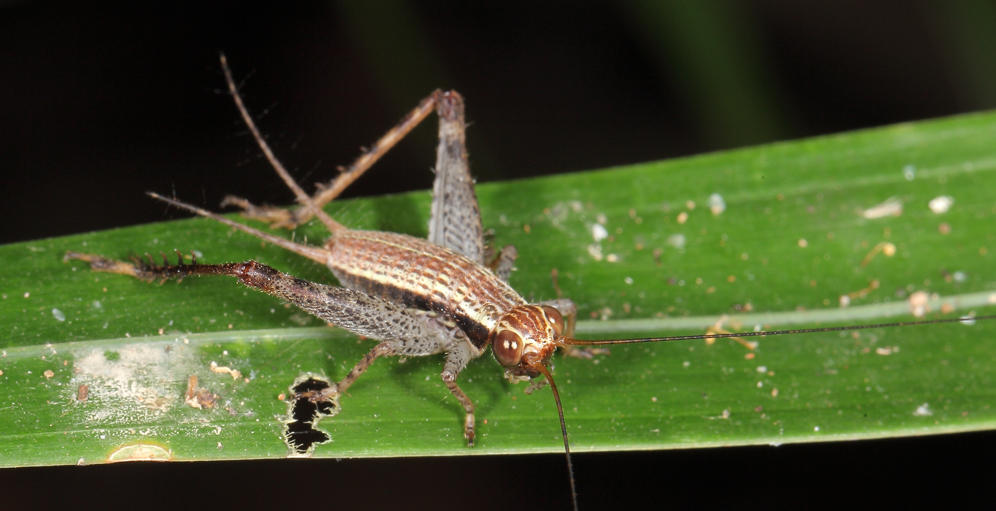 BunyipCo: November 2016