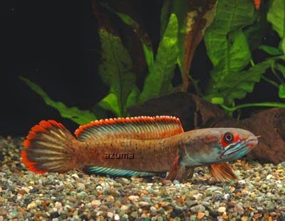 Mahamaya Hiko: Jenis jenis snakehead fish (Channidae family)