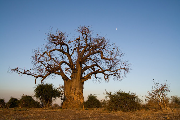Wildlife Photos: Chobe National Park Botswana
