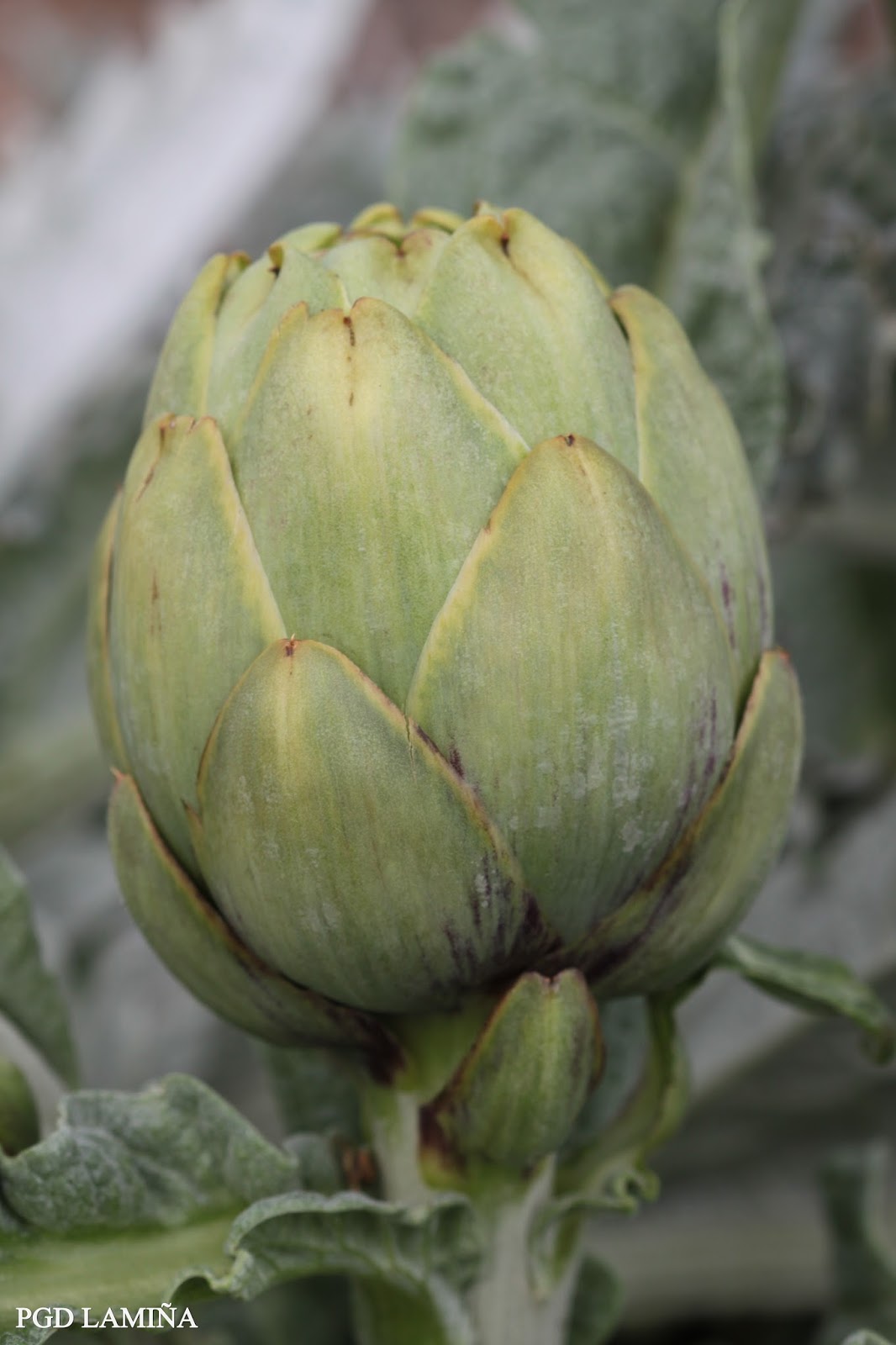 CYNARA SCOLYMUS. alcachofa.