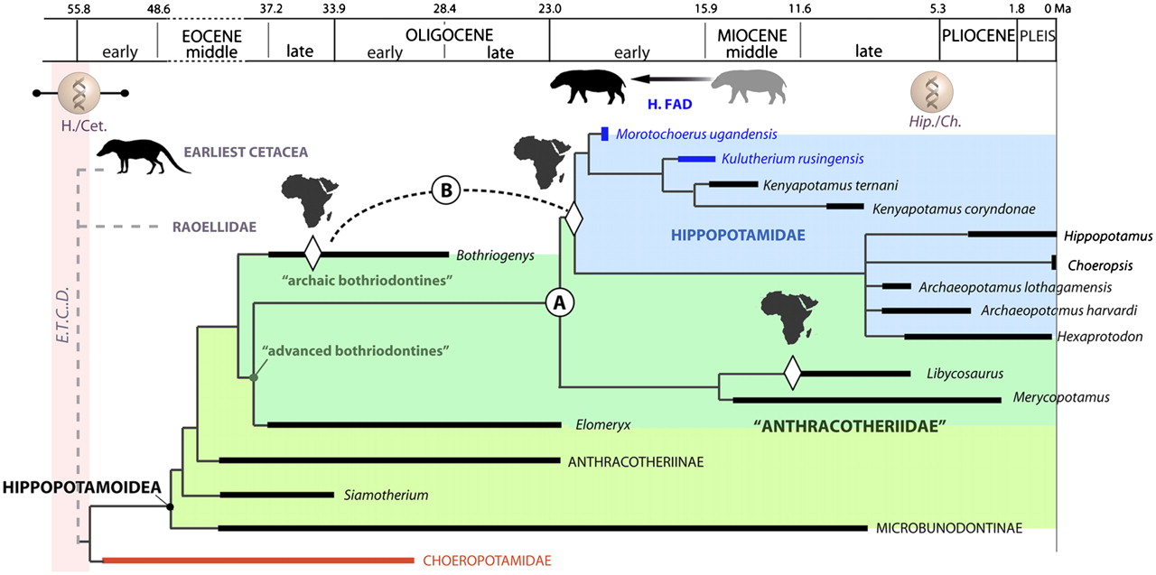 Evolutionary Vertebrate Zoology: 2011