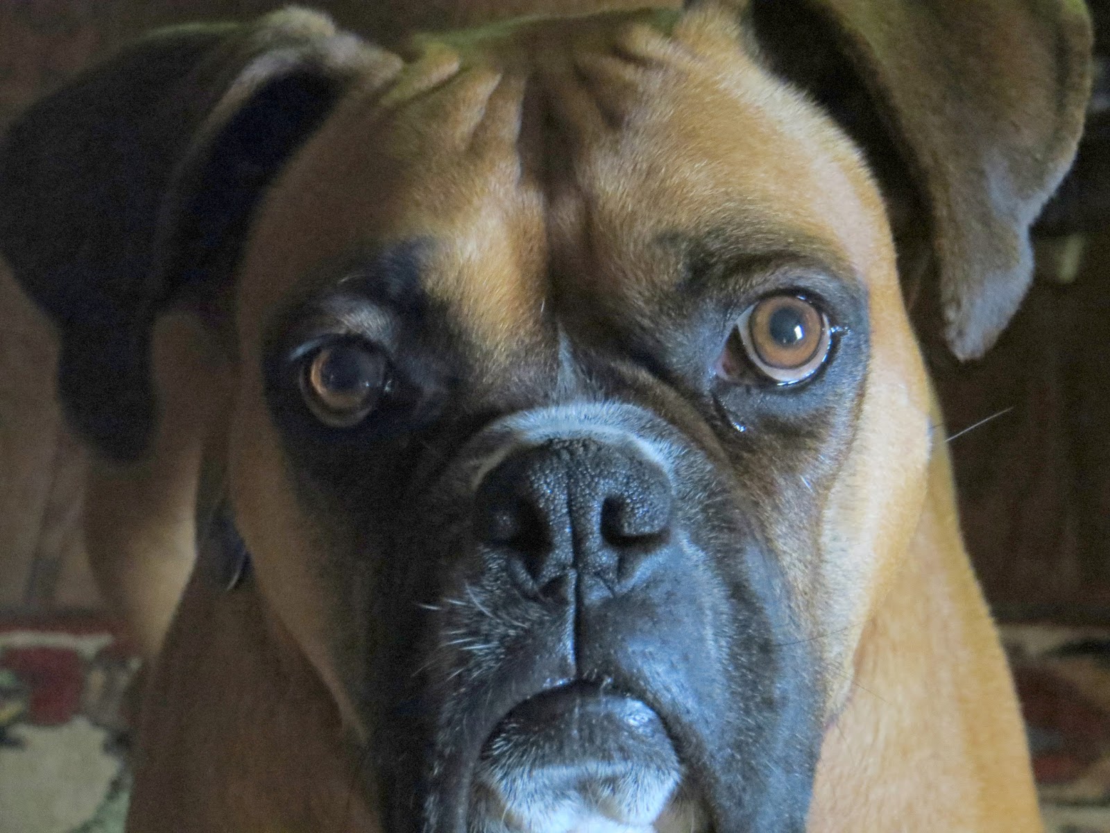 Threading the Dog: Billy Dog