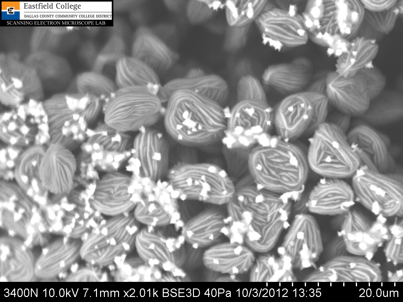 Scanning Electron Microscope Blog: Fungi - Images for Eastfield College ...