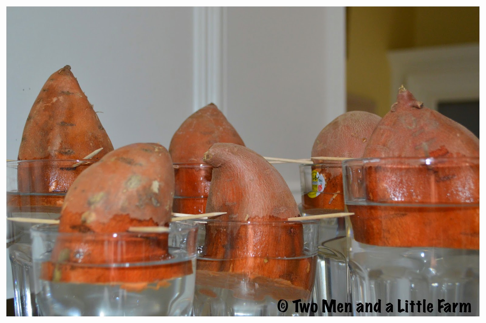Two Men and a Little Farm: STARTING SWEET POTATO SLIPS