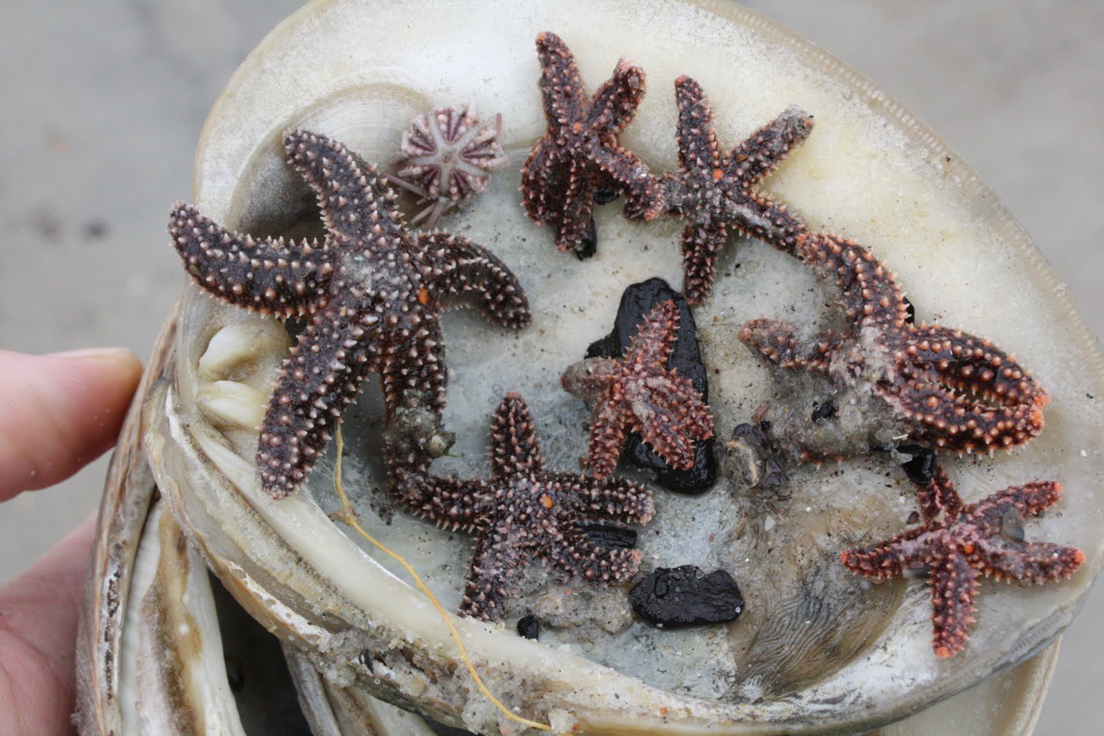 A Slice of Smith Life: August 2011