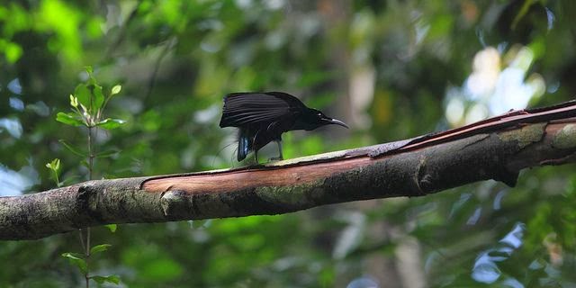 Most Terrifying & Amazing Creatures on Earth....: Magnificent Riflebird ...