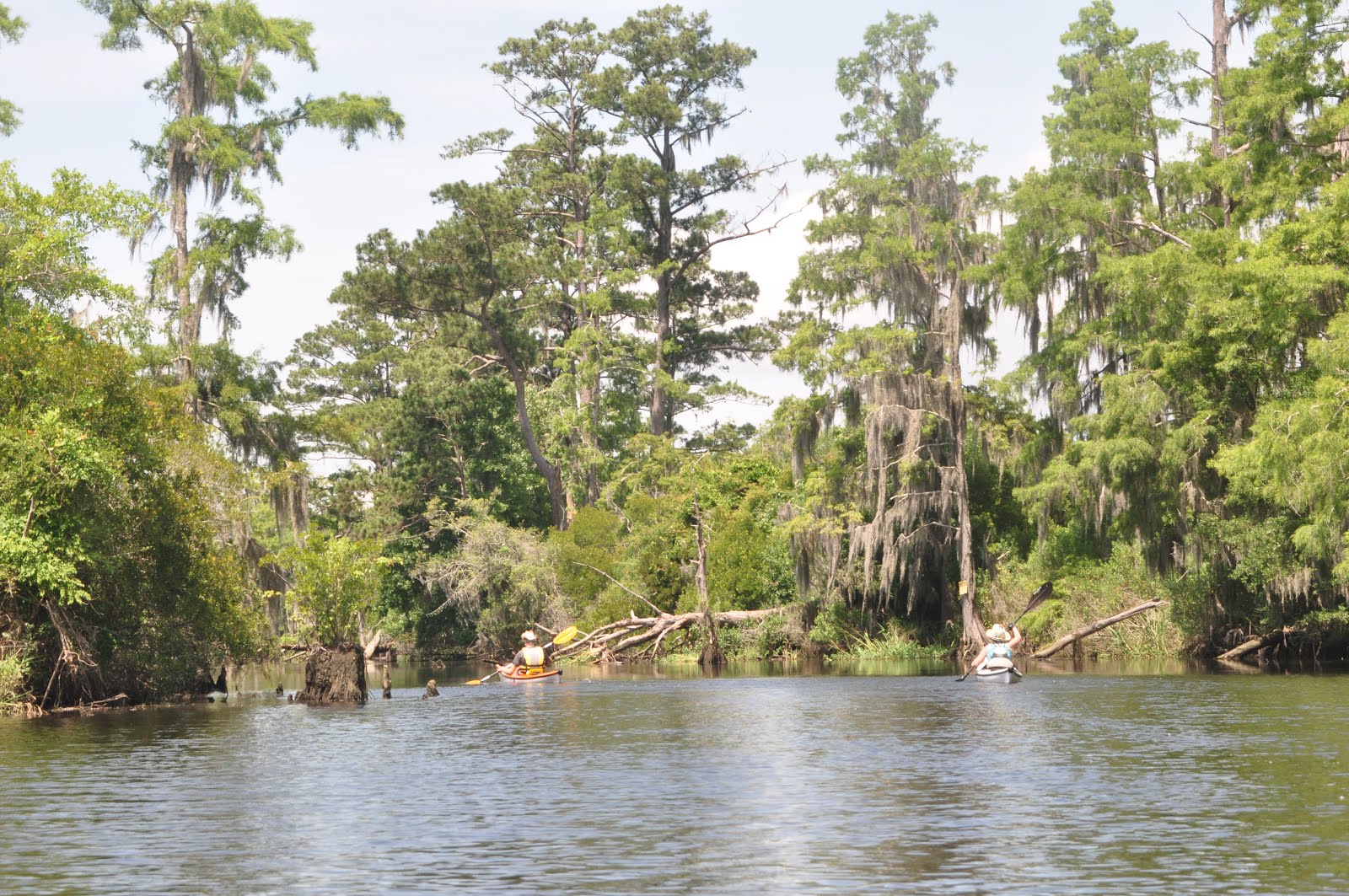Southeastern Louisiana Paddling: Paddling Cane Bayou (or is it Bayou Cane?)