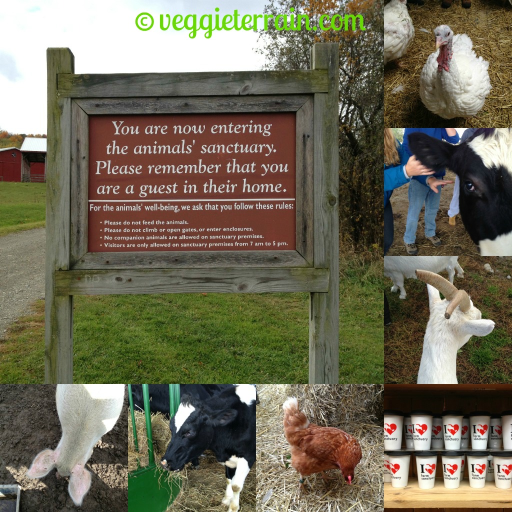 Veggie Terrain: {VeganMoFo} A Trip to Farm Sanctuary