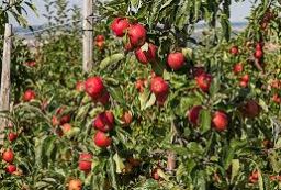 Sonhar com pomar. Significado