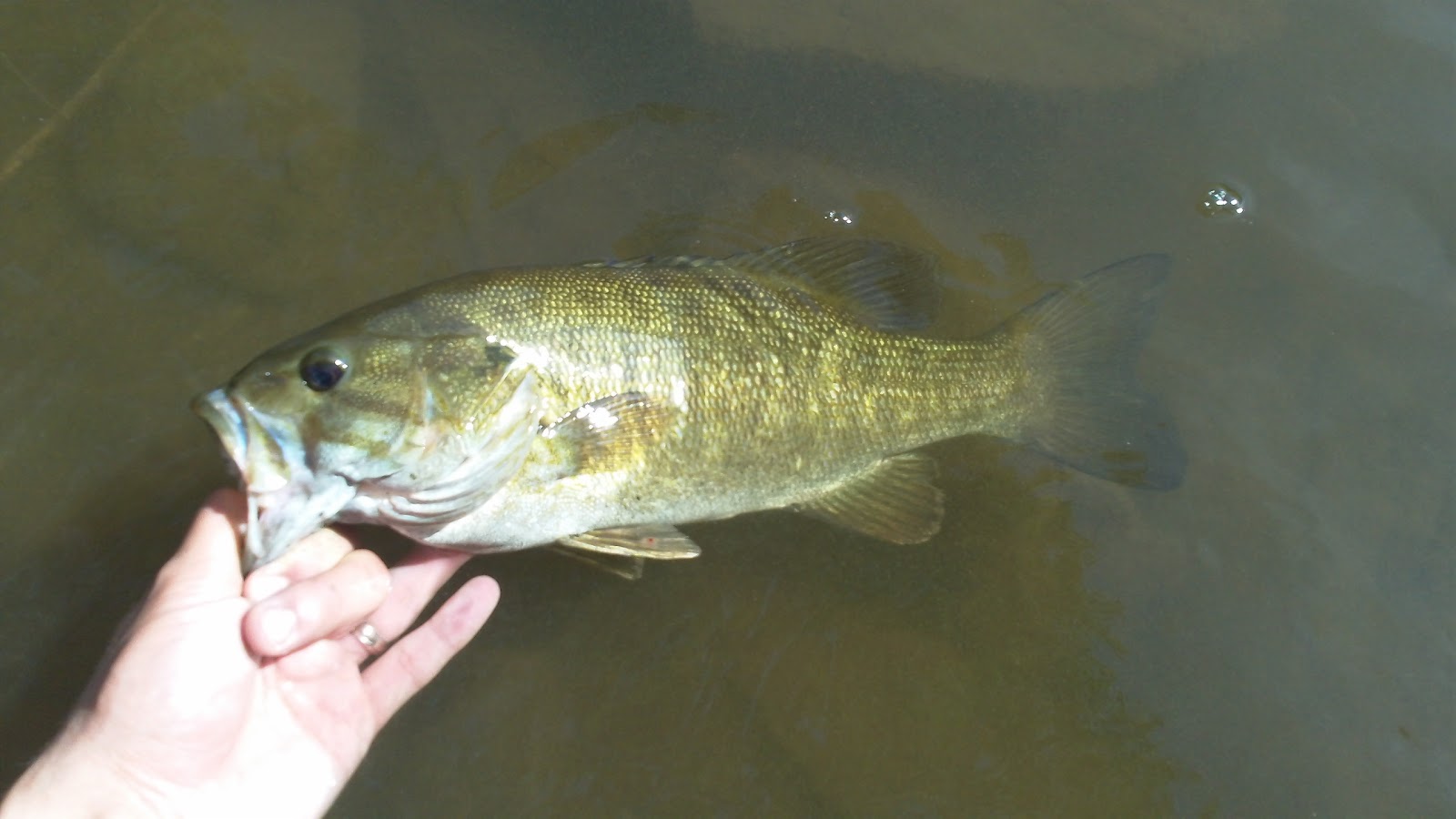 Illinois Wisconsin Fishing: milwaukee river smallmouth bass redemption