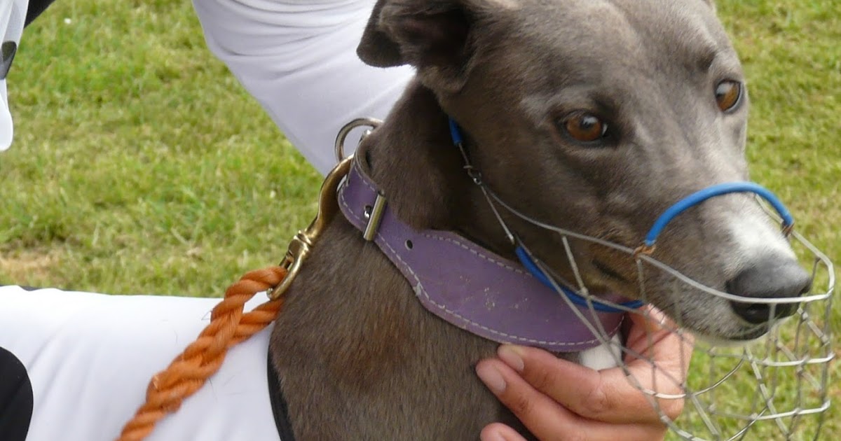 Saving Greys, by GREY2K USA Worldwide: Two-Faced Report Highlights ...