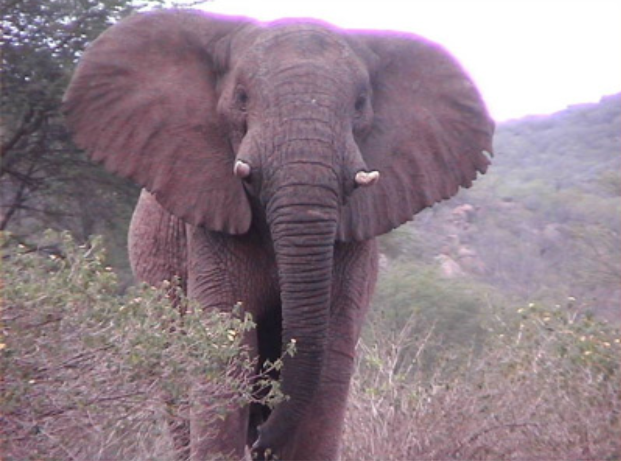 The No-Nonsense Guide to Ethiopia: Babile elephant sanctuary