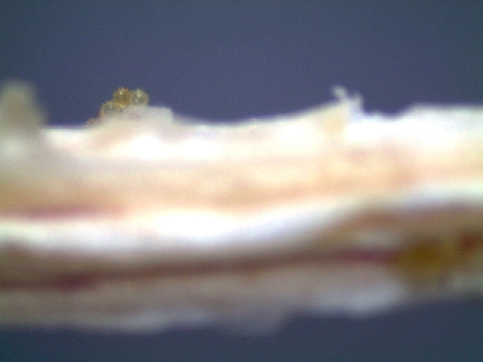 Pollen Lab: Leica Dissecting Microscope Digital Pictures