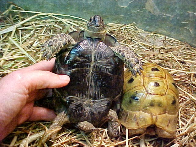 Rules of the Jungle: The Greek Tortoise