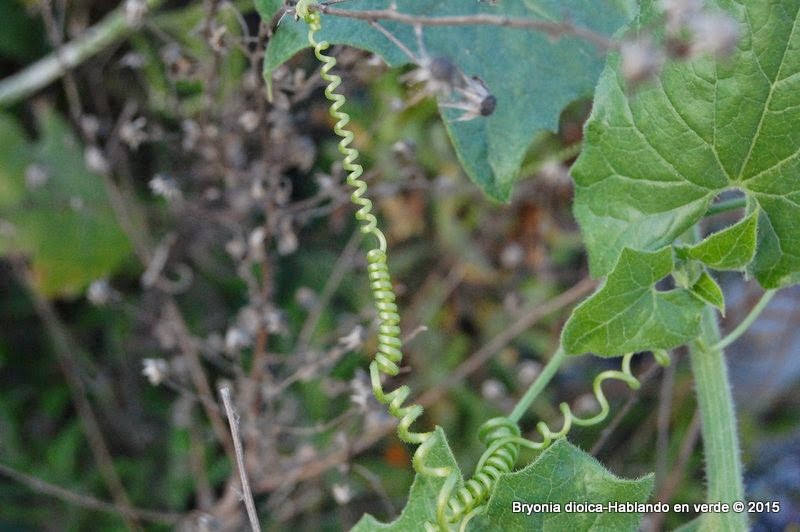 Hablando en verde: Nueza negra o Telefonillos, Bryonia dioica.