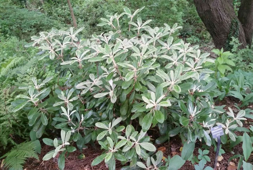 Future Plants by Randy Stewart: Rhododendrons - Species