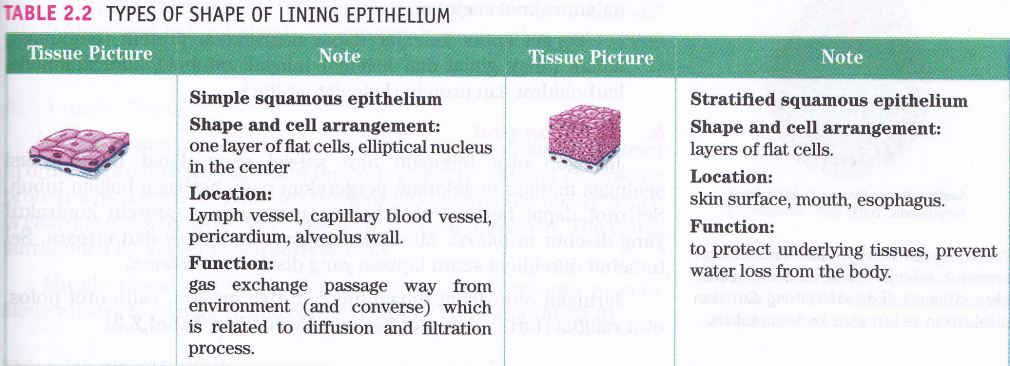 Epithelial Tissue Types