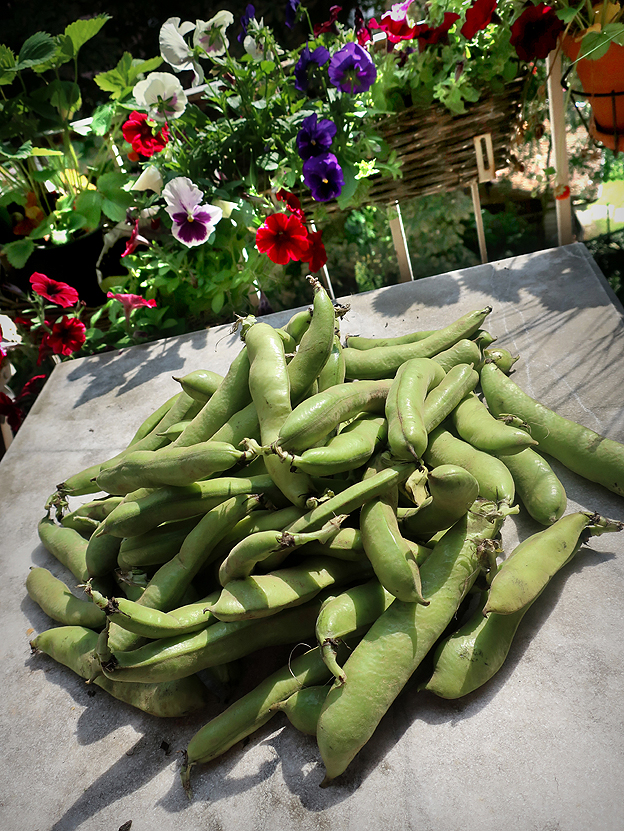 Genussbereit: Auf dem Balkon: Fave, Casarecce, Funghi. Oder Dicke ...