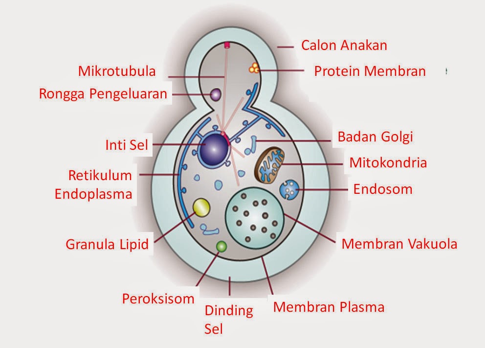 KIMIA UNIPA: PERBANDINGAN ANABOLISME PROTEIN DARI HEWAN DENGAN FUNGI