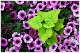 Naquem.: Kamote (Sweet Potato) and Gulasiman/Ngalog (Purslane) in America