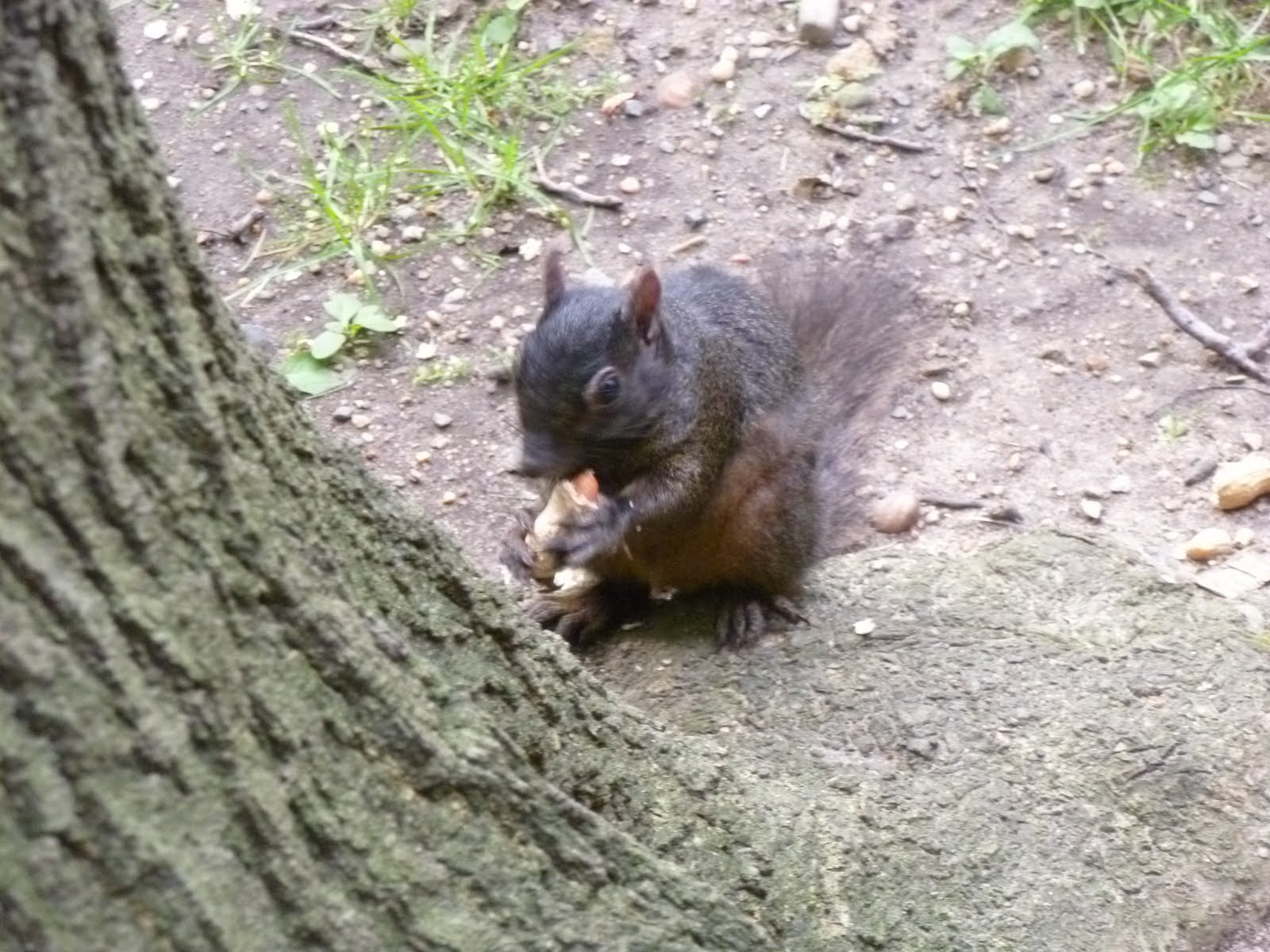 The New York Squirrel: Pinky
