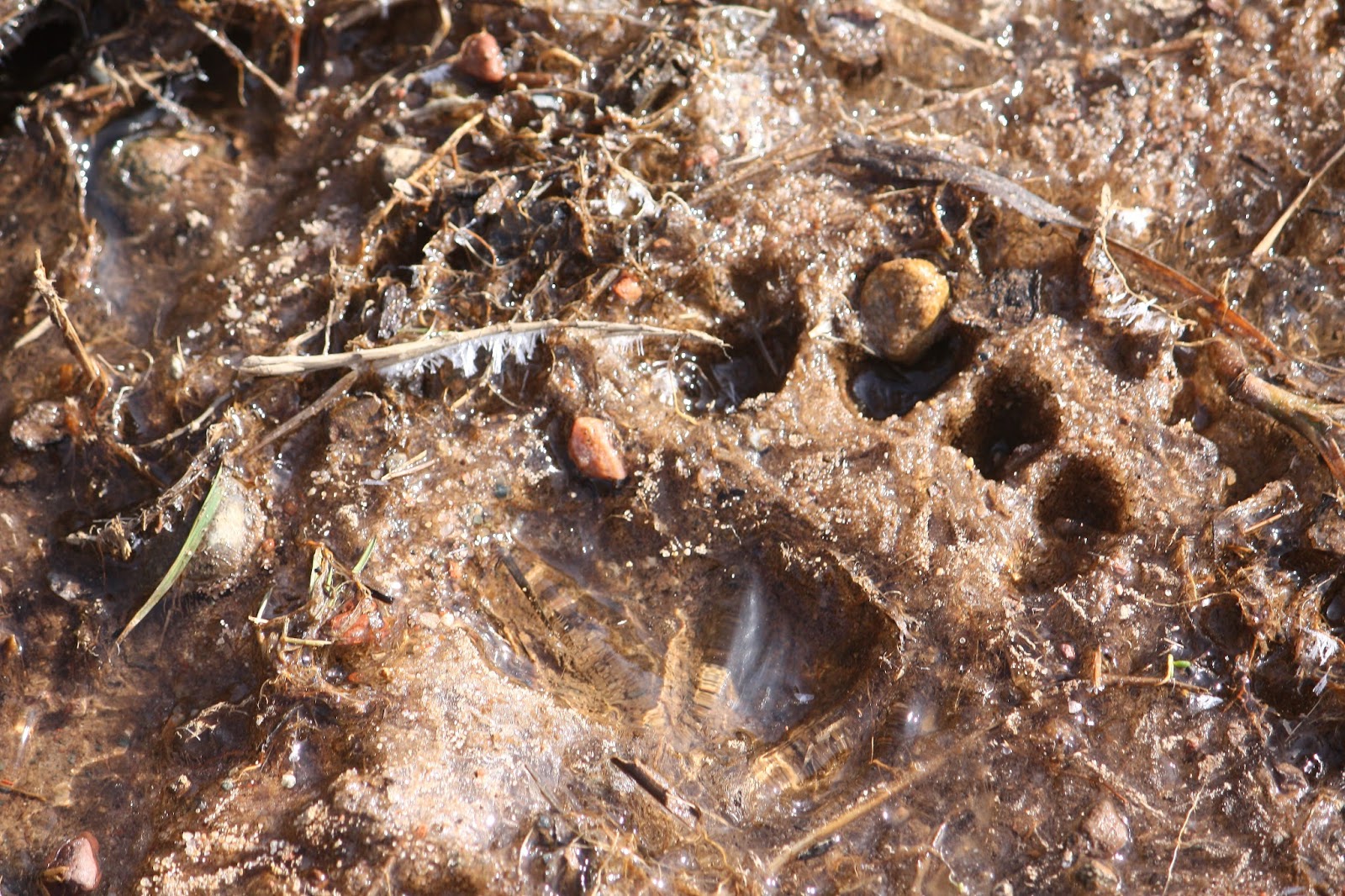 Susan Mayer's Haven: Bear cub paw print