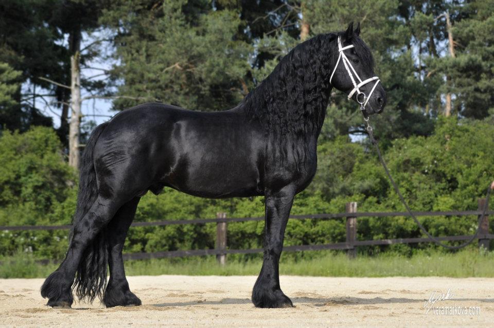Rasy koni PL: 4. Koń Fryzyjski