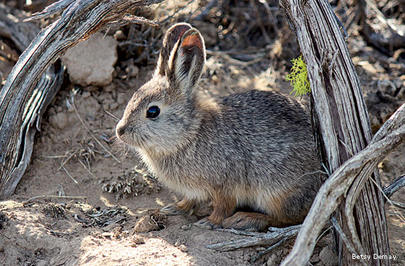 Columbia Basin Pygmy Rabbits by Victoria Plumb