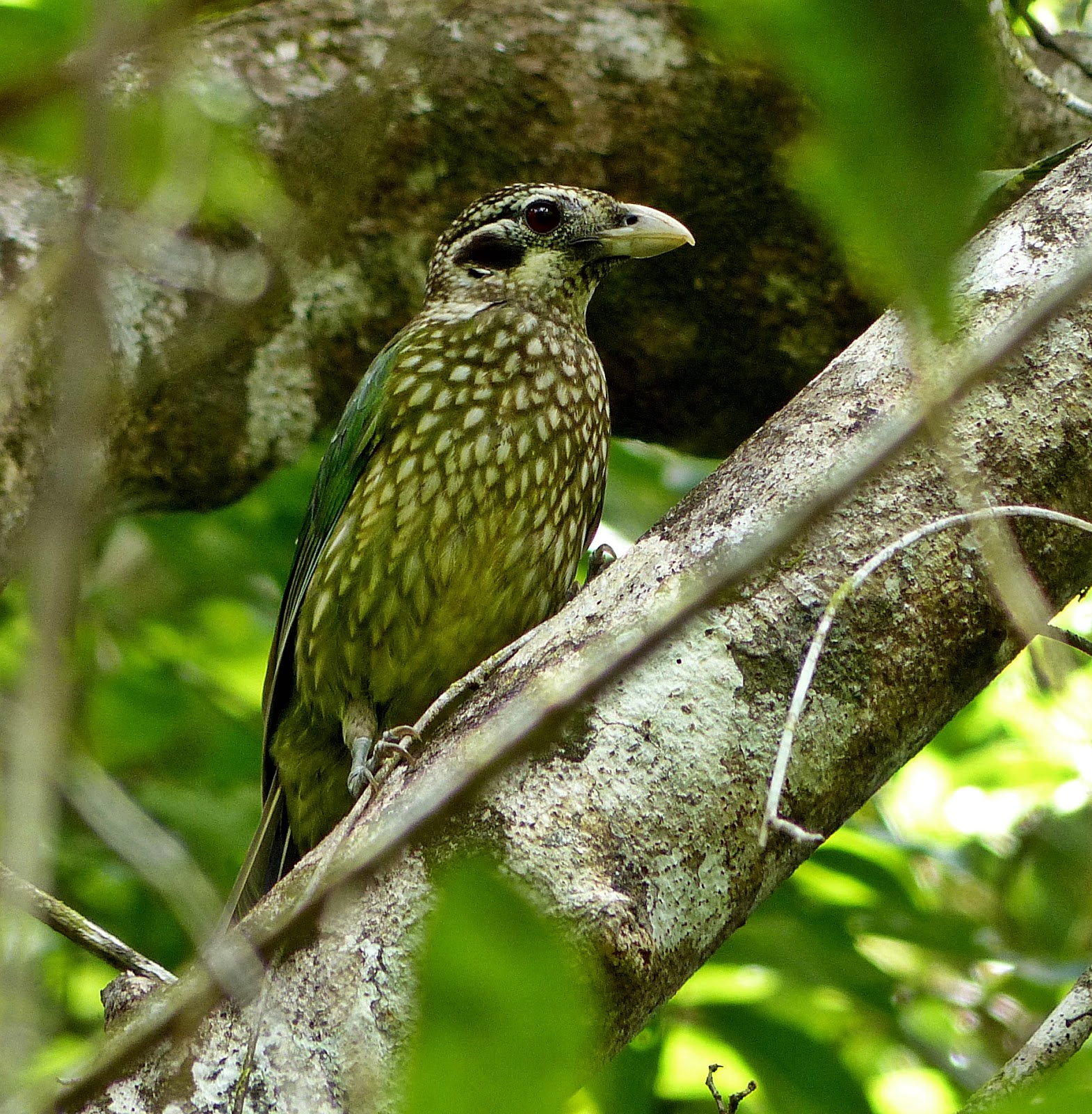 A.W.Birder: Always on the lookout for fine birds...: Australian ...