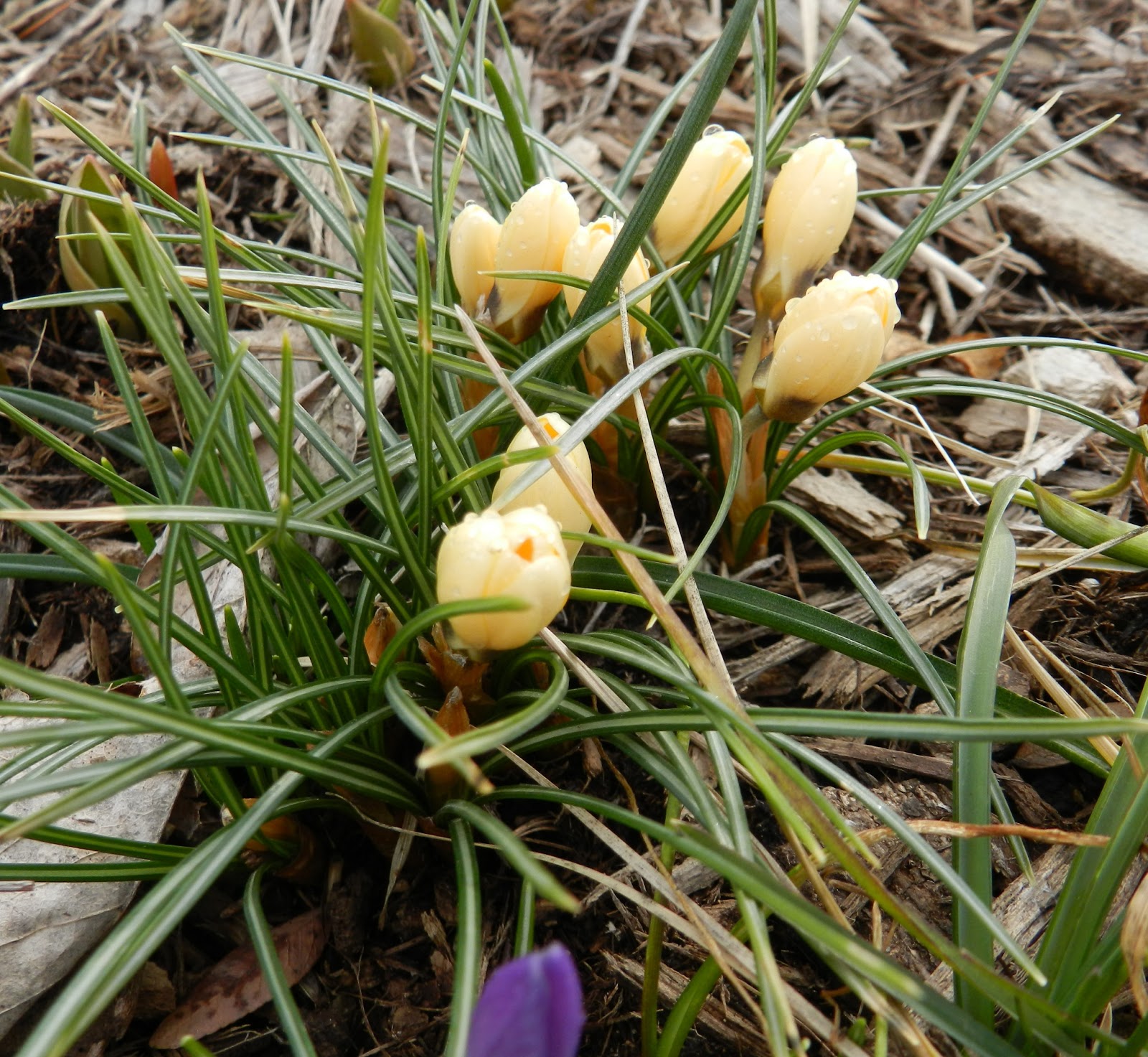Prairie Rose's Garden: March GBBD: Signs of Spring