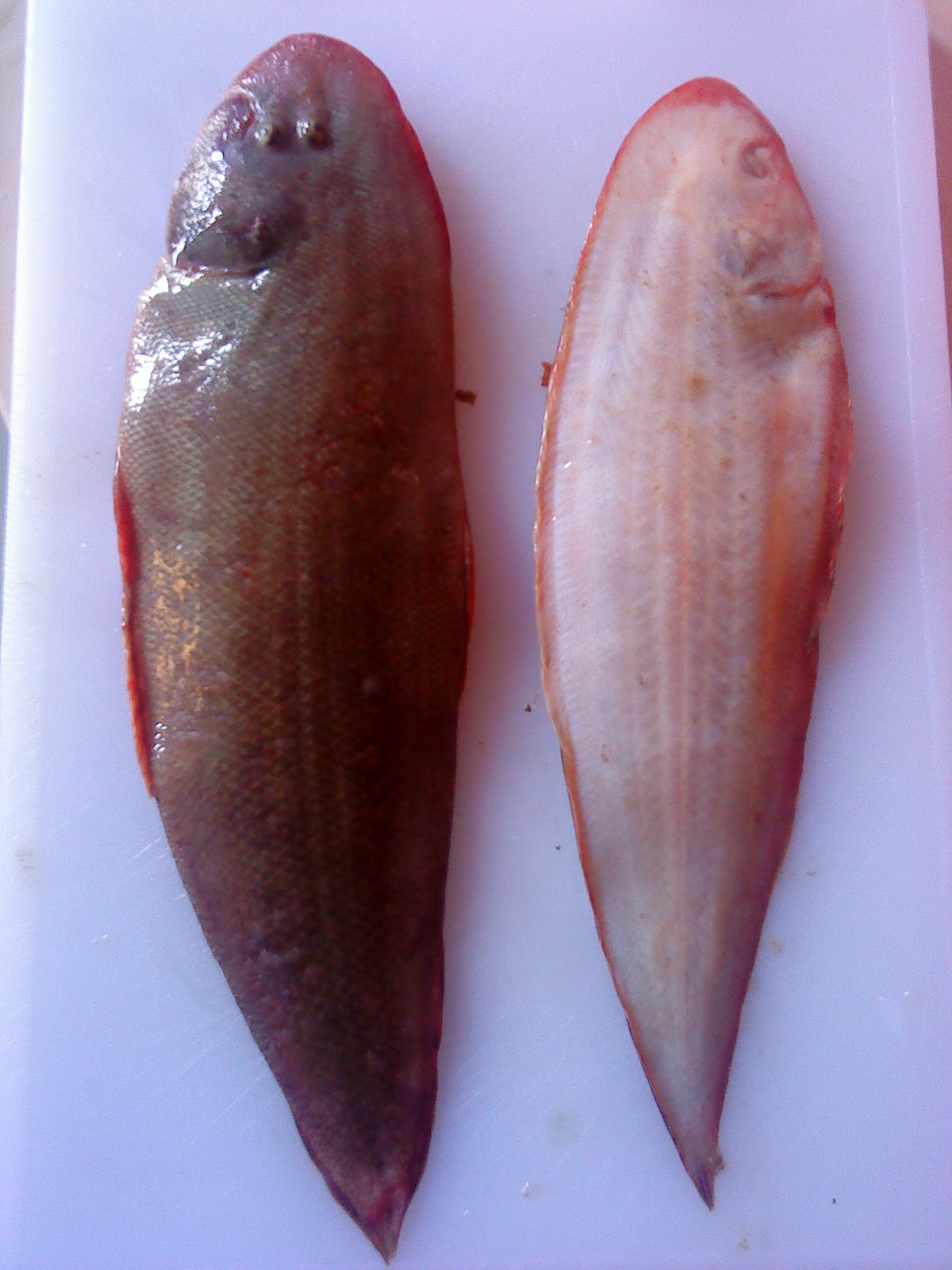 IKAN SISA NABI - mselim3.blogspot.my