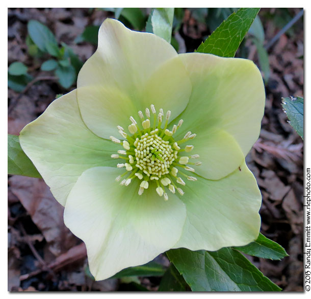 Randy & Meg's Garden Paradise: JC Raulston Arboretum's hellebores!
