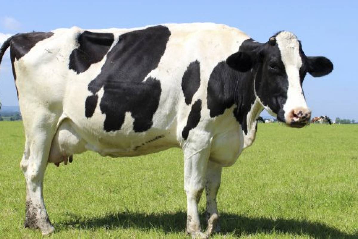 Jesús Te Ama: La fábula de la vaca