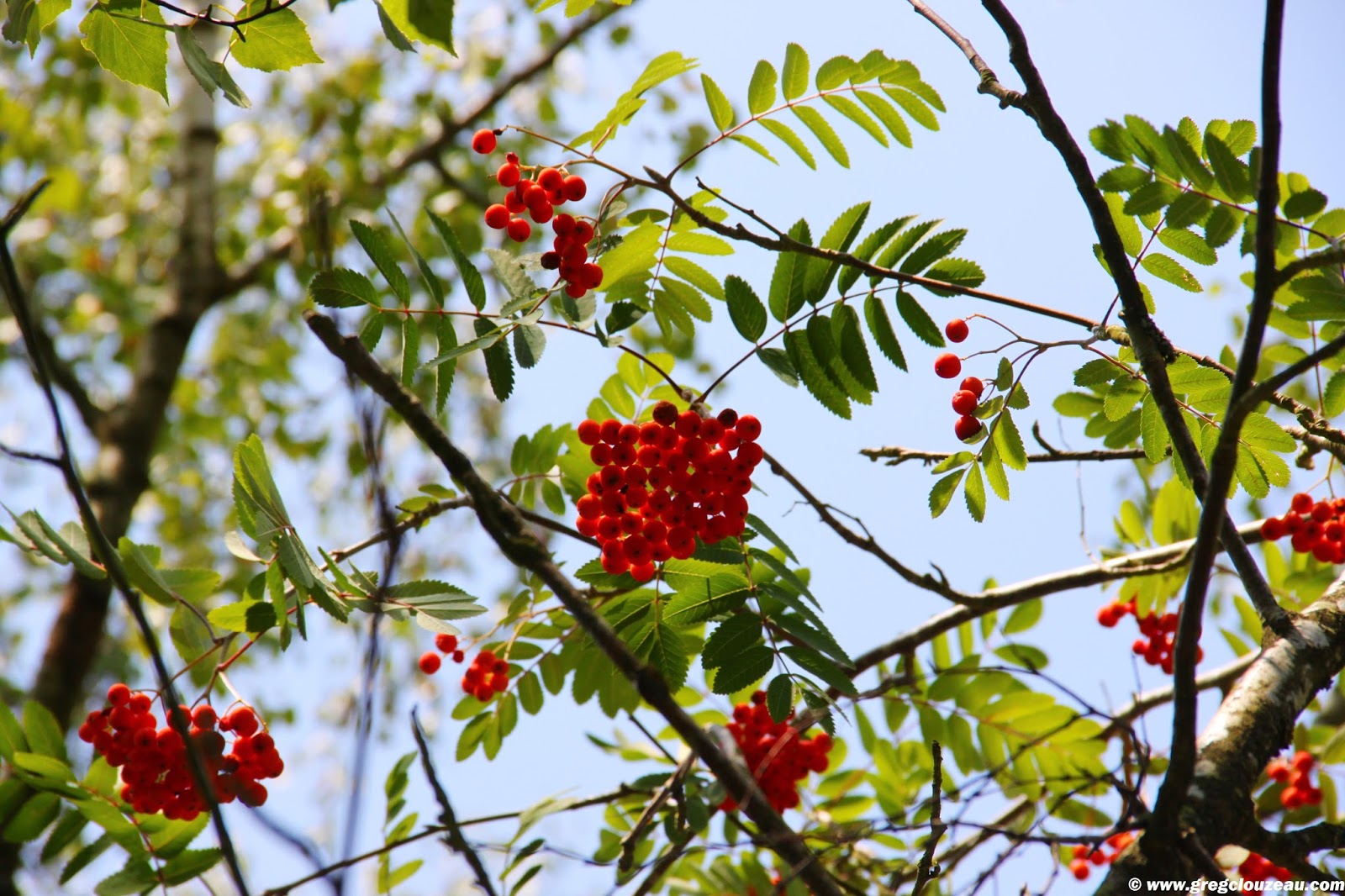 Sorbus aucuparia, un sorbier pour les oiseaux ~ FontaineBleau Passion