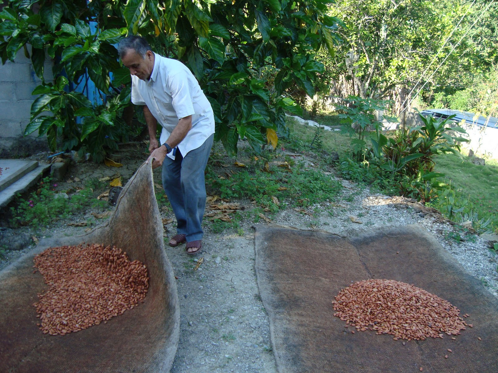 Gleuri: Secado de cacao al sol