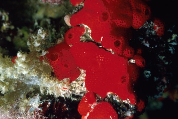 Pione vastifica (boring sponge)