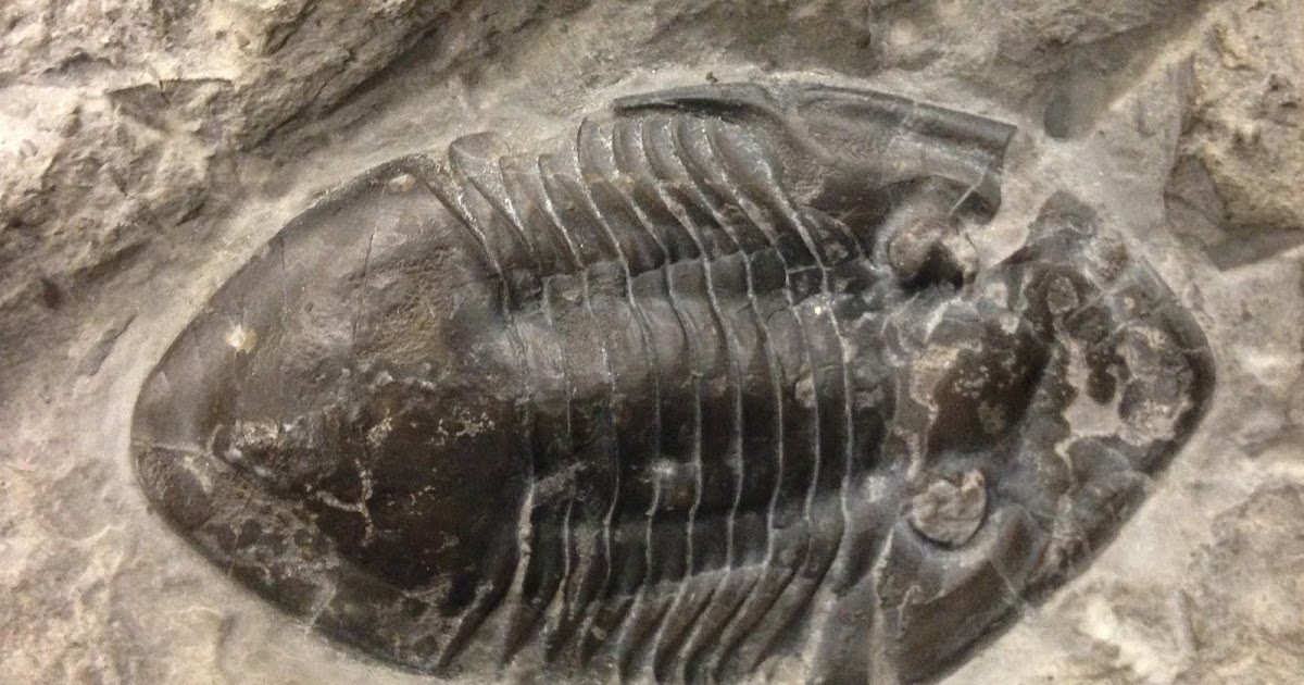 Fossil Matter: Trilobites-Sea Cockroaches of the Ocean
