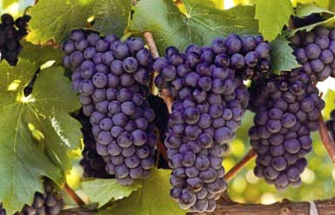 WINE:Reno Spiteri's Wineopolis.: The World's Top Ten Most Famous Wine ...